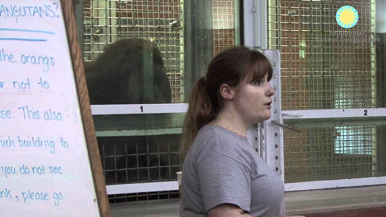 Animal Demonstrations at Smithsonian's National Zoo - YouTube