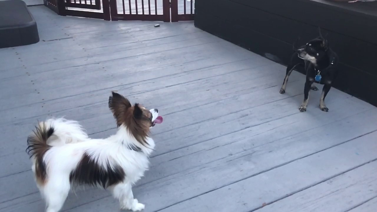 Papillon dog teasing angry chihuahua - YouTube
