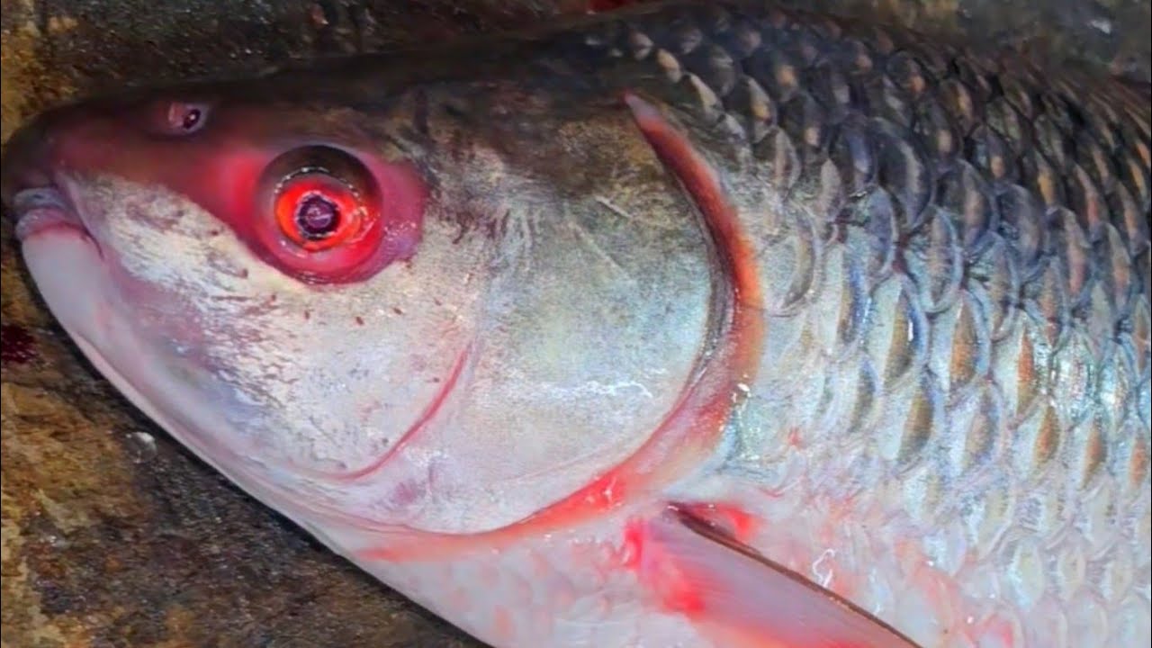 sagar fish world hoodi is live - YouTube