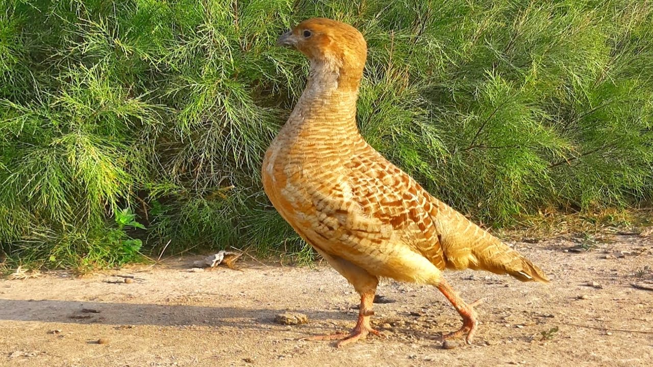 Dakhni Teetar ki Awaz | Grey francolin sounds | Teetar bird voice ...