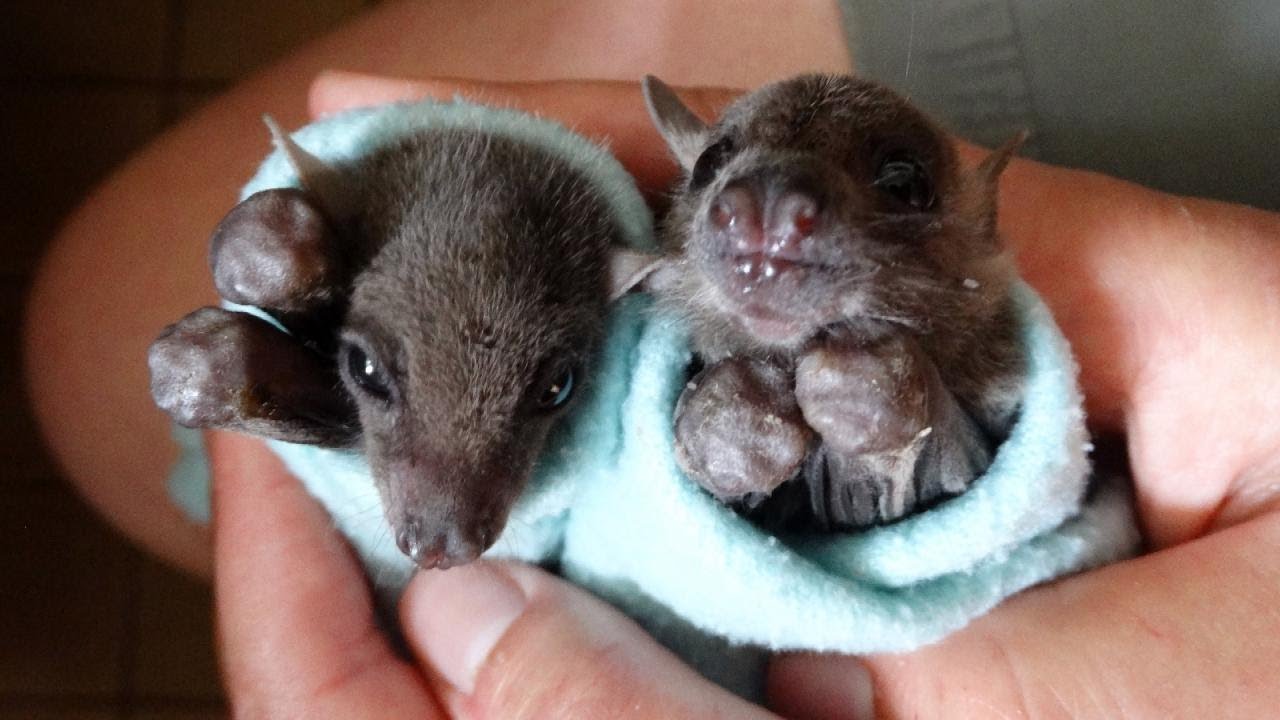 Orphaned Baby Bats Named Bruce and Wayne Cuddle While Making Faces at ...