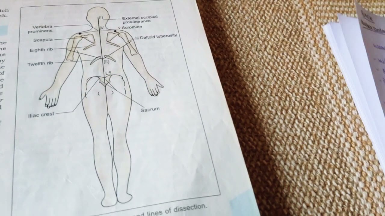 Surface Landmarks of back/skin and fascia of back - YouTube