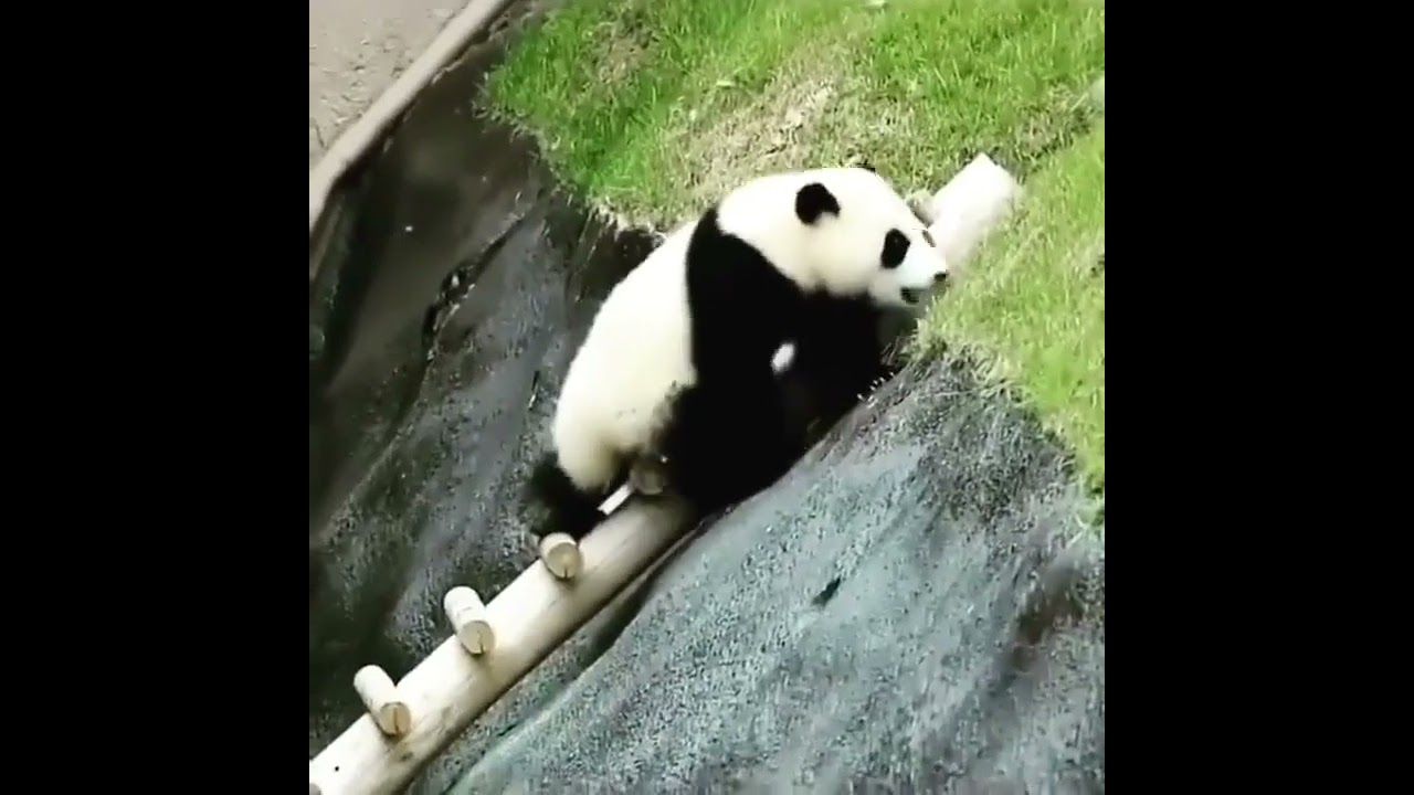 Goofy Panda - YouTube