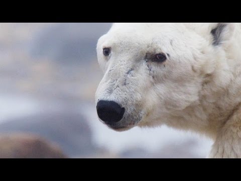 A Beloved Alpha Polar Bear Near the End of His Life - YouTube