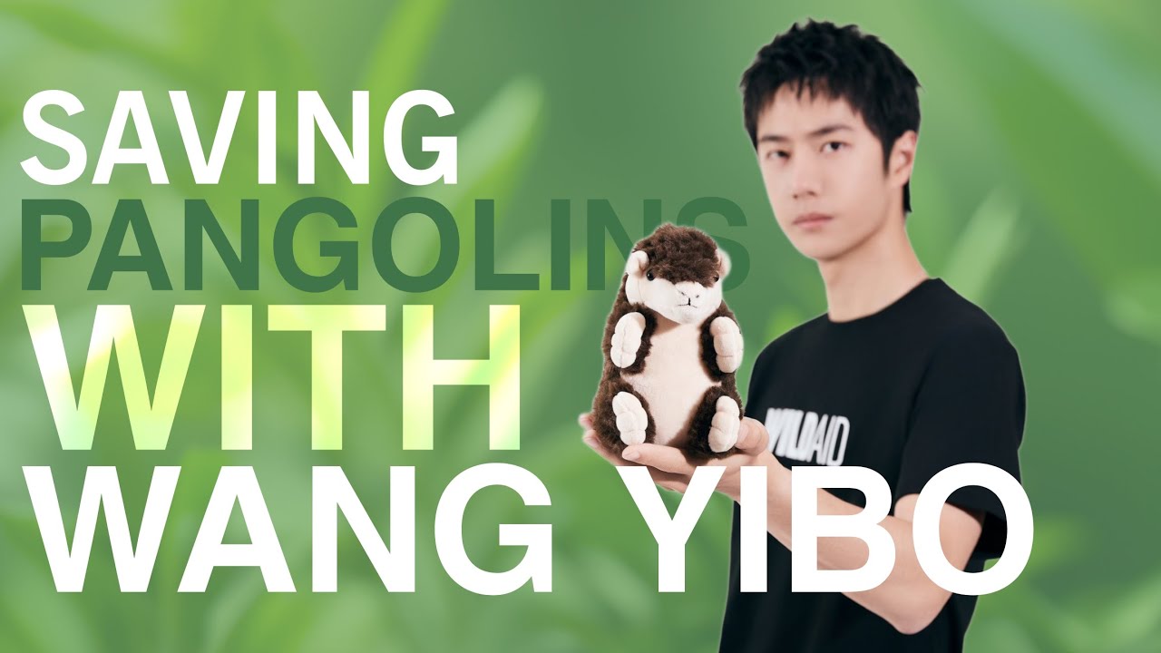 #WANGYIBO : YIBO SAID PANGOLINS ARE SO CUTE [ WILDAID PREMIER ENG SUB ...