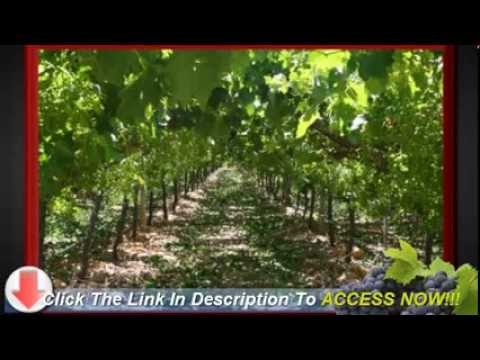 The Second Year of Growing a Grape Vine - YouTube