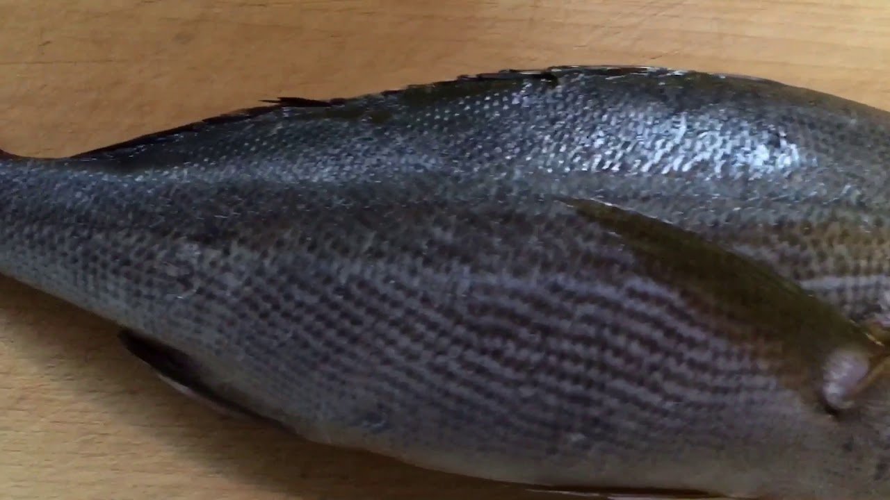 sashimi(raw fish)of a Threeline grunt(isaki)いさきをさばいて刺身にしてみた。 - YouTube