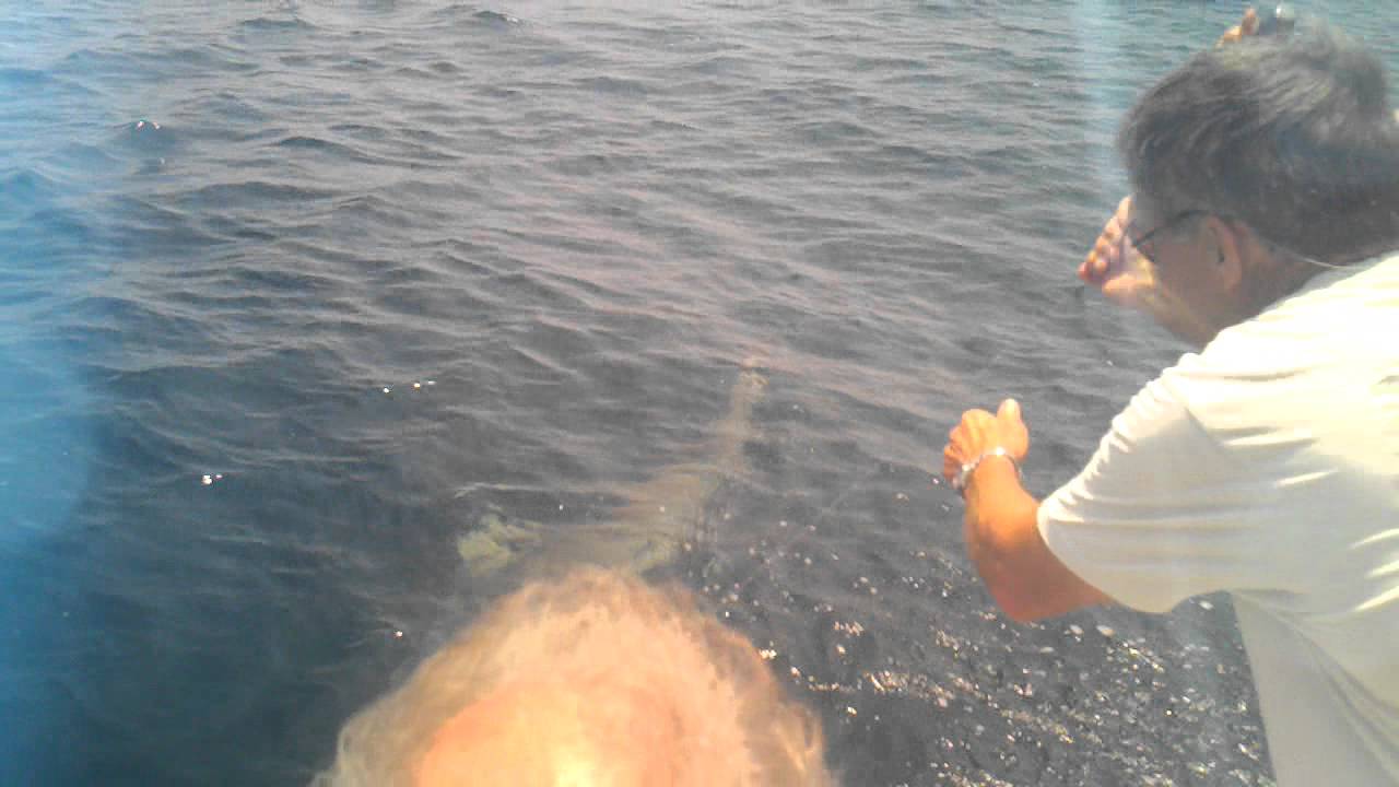 800 lb Bull Shark caught off Gulf Coast. - YouTube