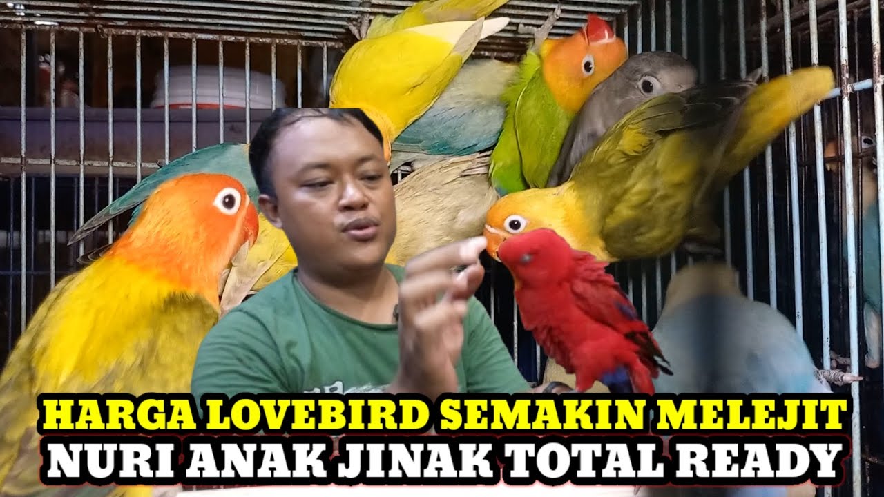 UPDATE HARGA LOVEBIRD DAN BURUNG PARUH BENGKOK HARI INI DIKIOS KANG ...