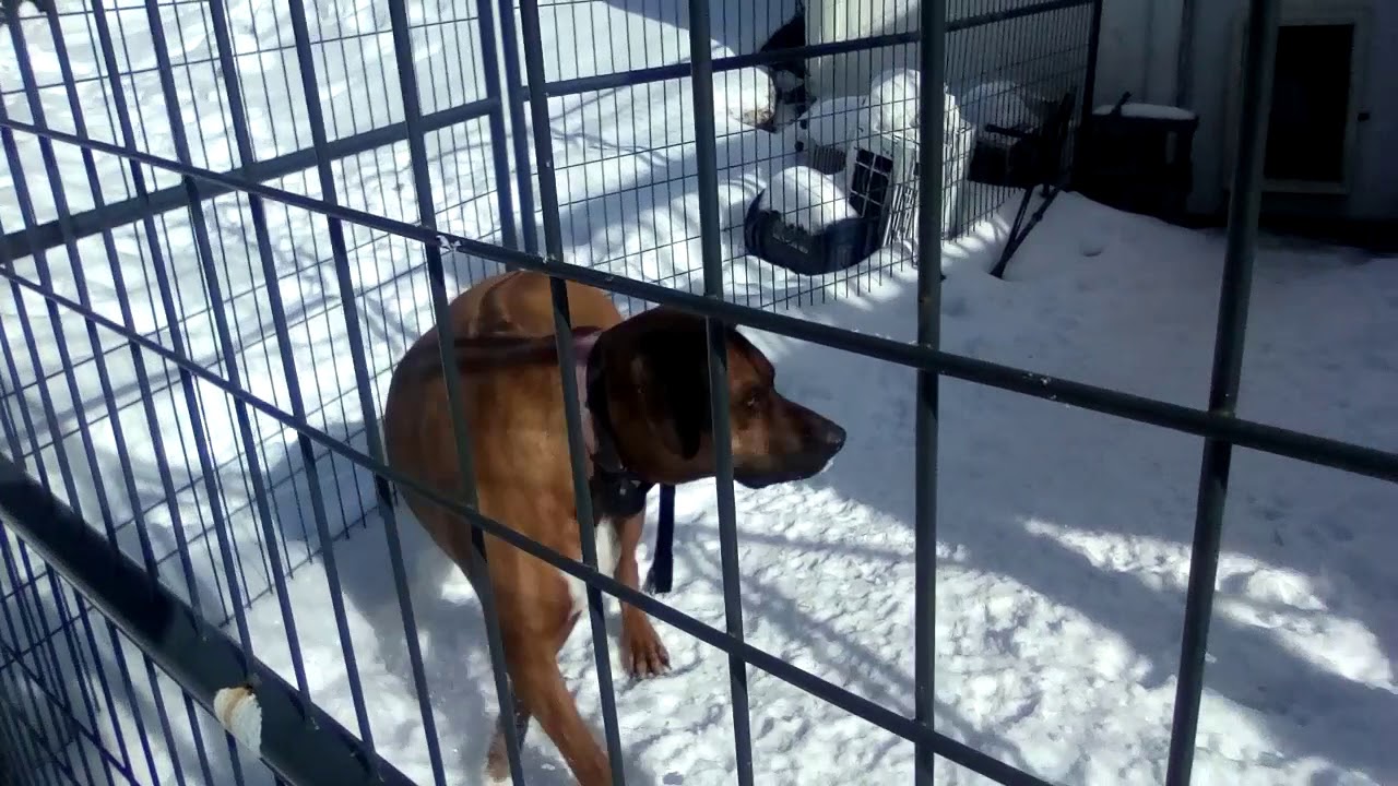 1 Rhodesian ridgeback barking at the tablet - YouTube