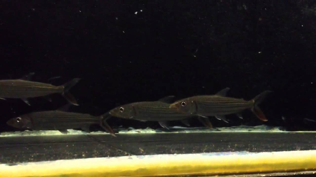 Vittatus tiger fish part 3 12-08-12 - YouTube