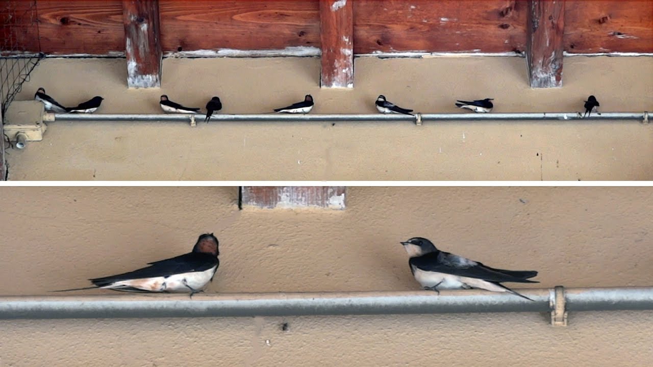 Barn Swallow Calls | Bird Songs and Sounds - YouTube