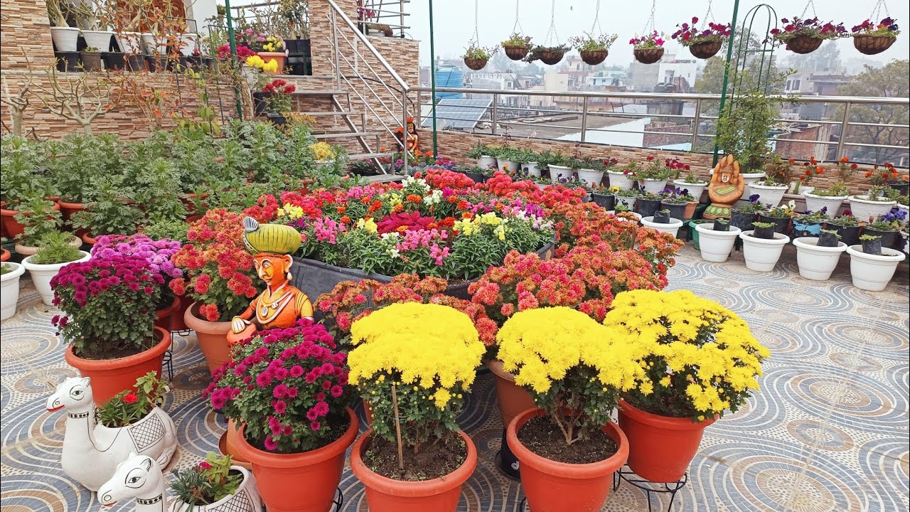 Garden overview after my vacation|| rooftop garden overview|| terrace ...