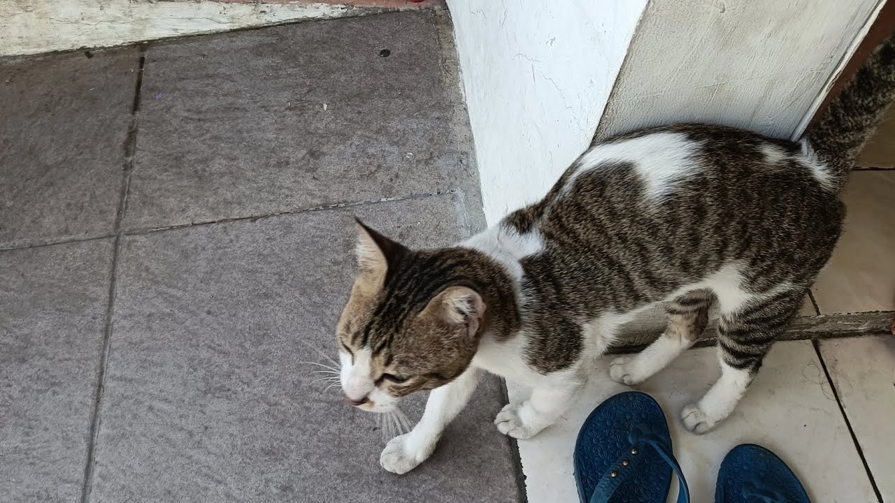 It's time for Roki the cat to have lunch with his friends. !!! #video # ...