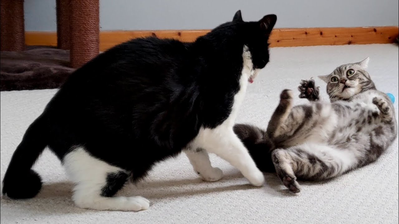 Cats Play Fighting - YouTube