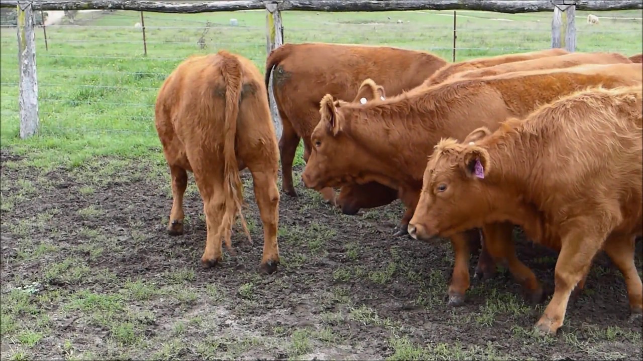 11 EU PTIC Red Angus x Charolais Composite Heifers - Jenkins - YouTube
