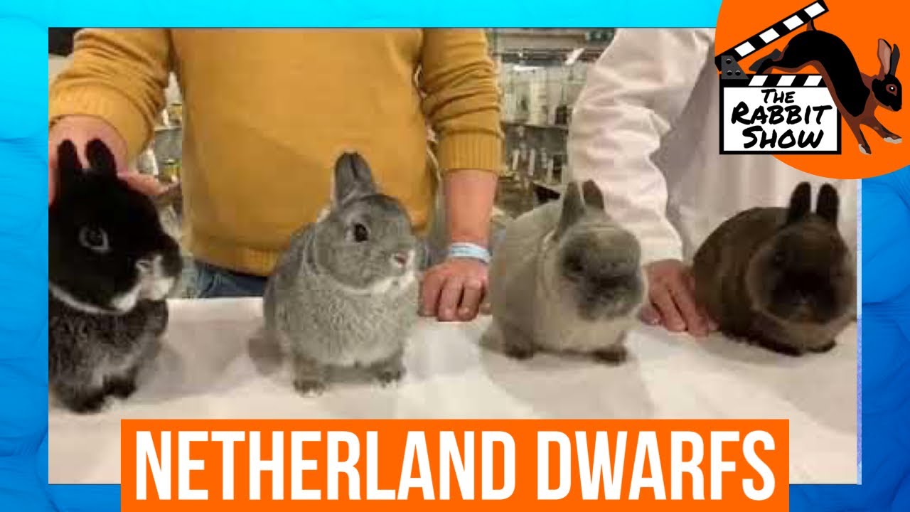Best of Breed Netherland Dwarf | England's National Show - YouTube