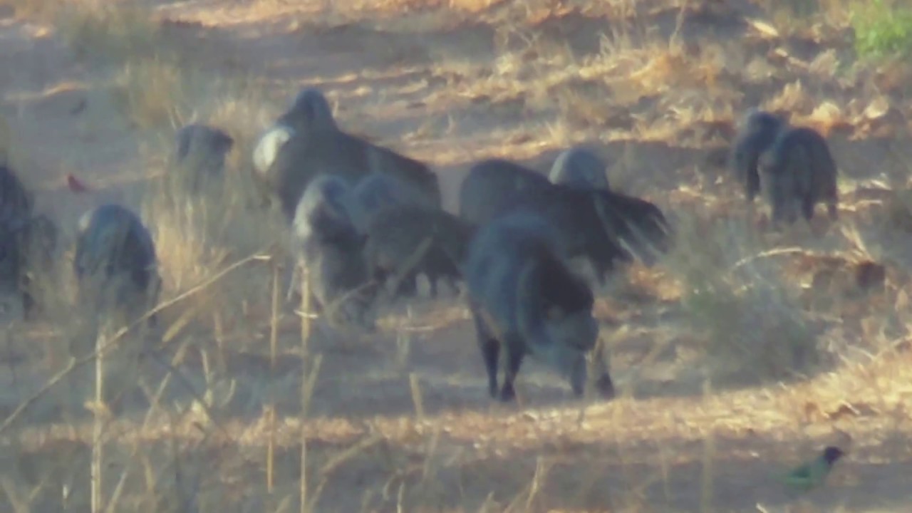 South Texas Chaparall WMA Javelina hunt * caution impact shots ...
