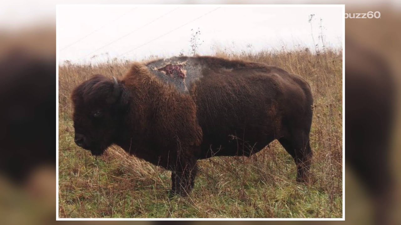 Badass bison survives being struck by lightning and has the scar to ...