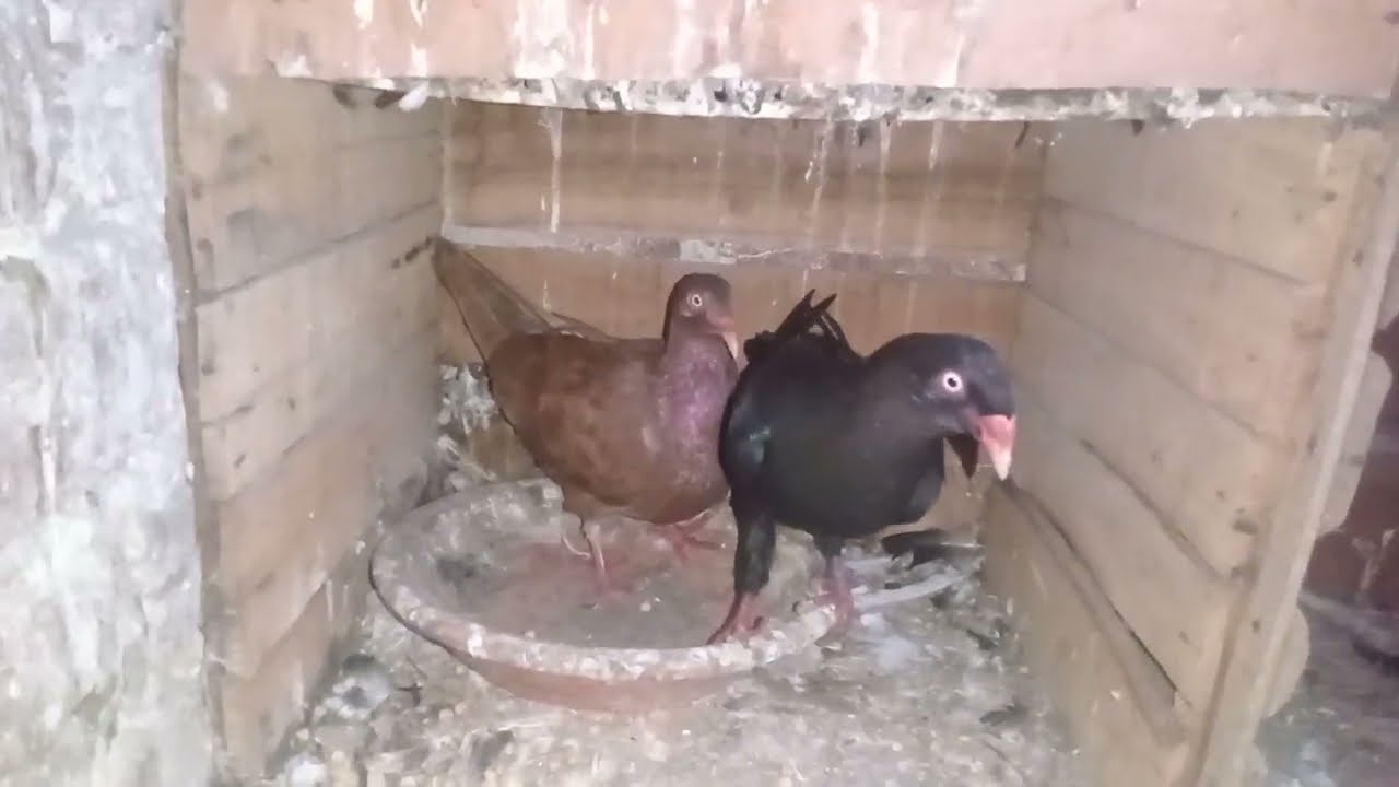 Fancy Birds | Farming Of Fancy Birds | Breeding Birds Setup | King ...