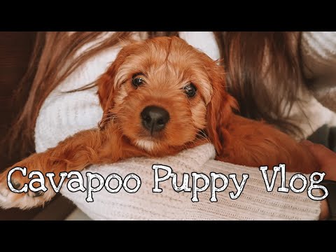 Cute 12 Week Old Cavapoo Puppy - First trip to the vets! - YouTube