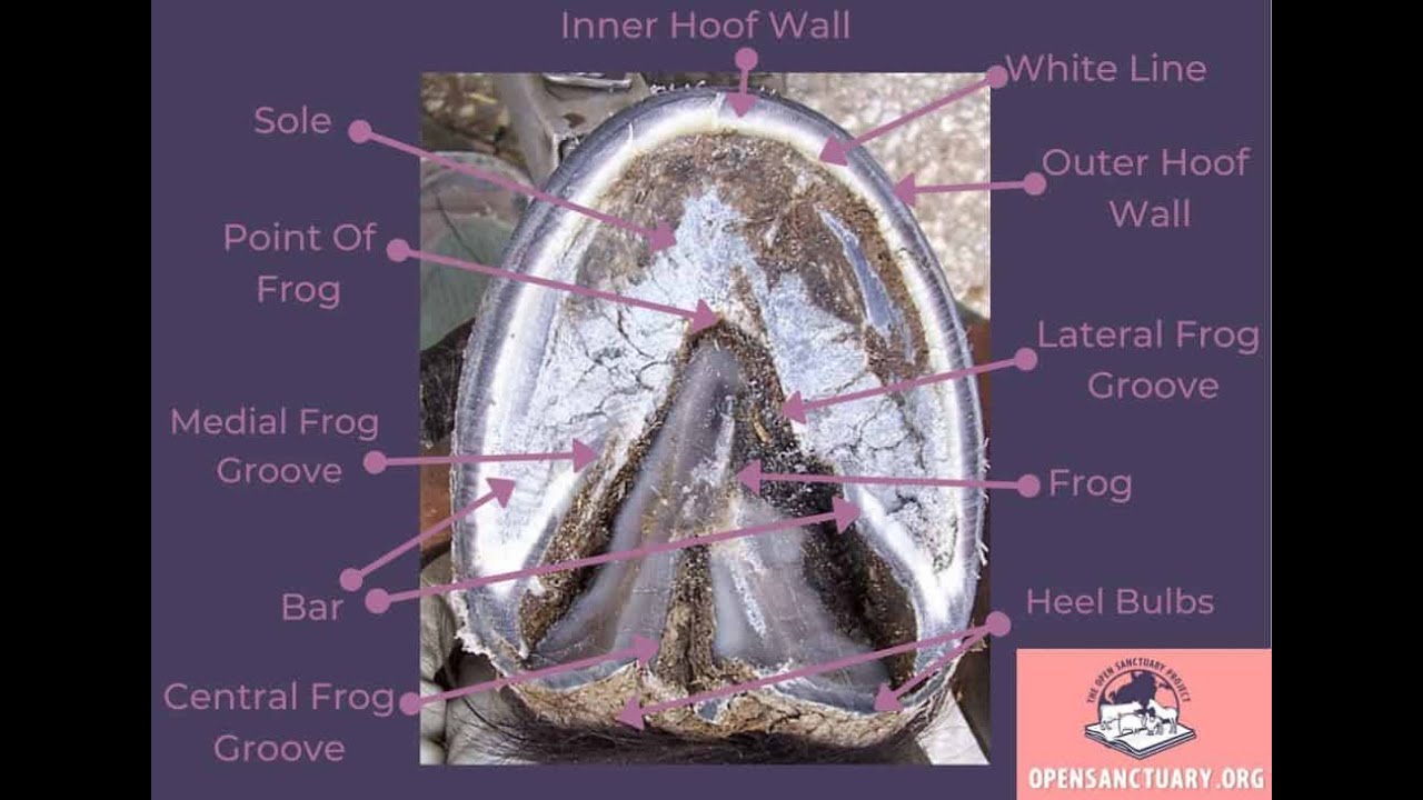 Hoof of Horse |Anatomy of Equines - YouTube