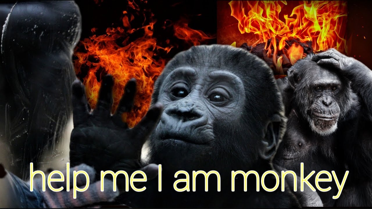Help me I am Monkey . jute No. 2 - YouTube