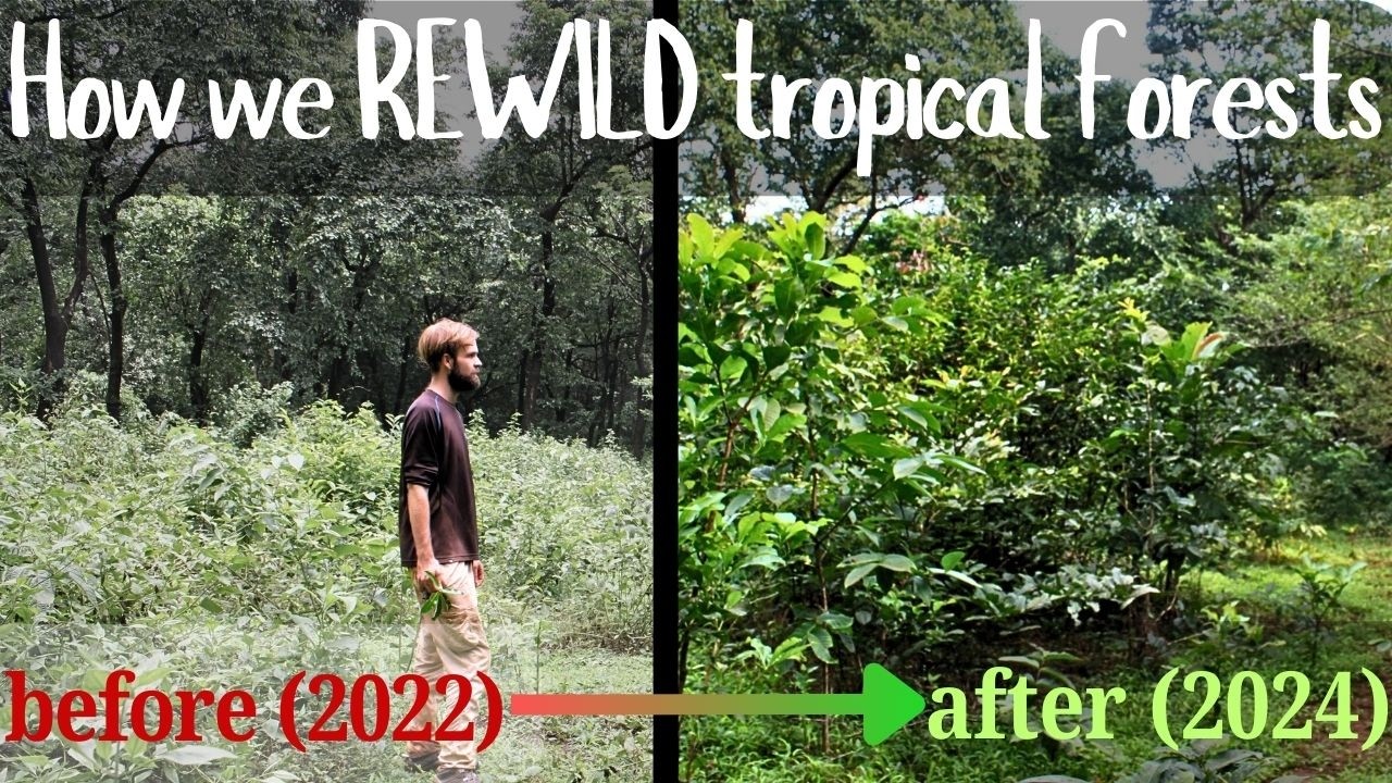 Restoration of Tropical Forests - in depth tour & guide to how we ...