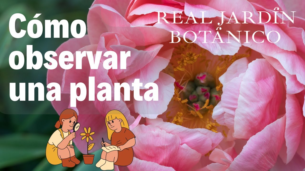 Cómo Observar una Planta - YouTube