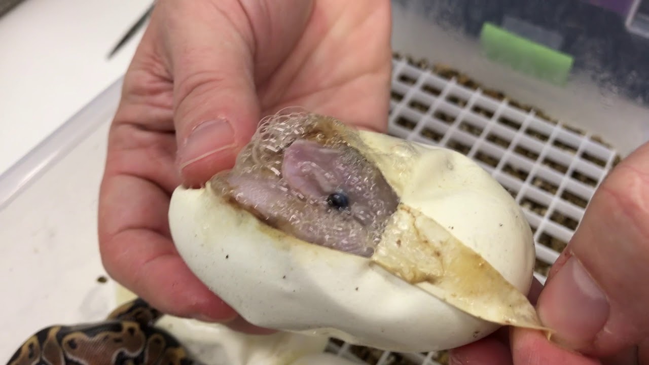 2017 Ball Python #11- More egg-cutting and some free advice! - YouTube