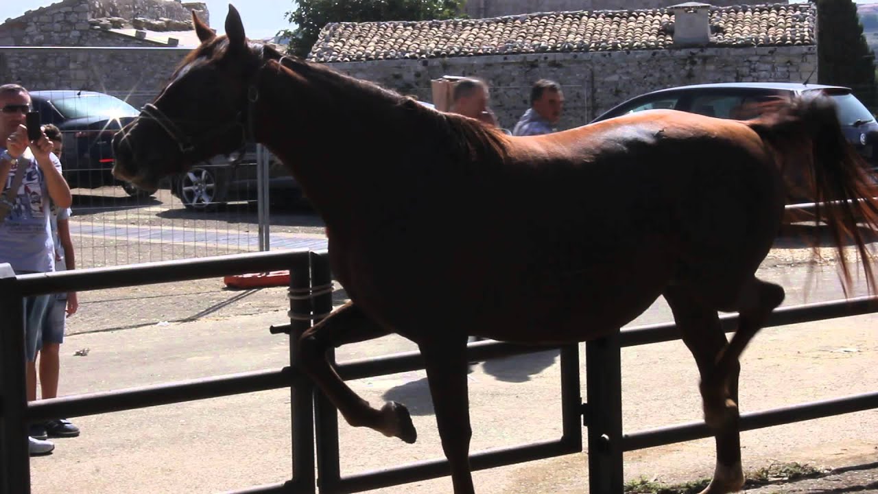 Il Cavallo Nitrisce - YouTube