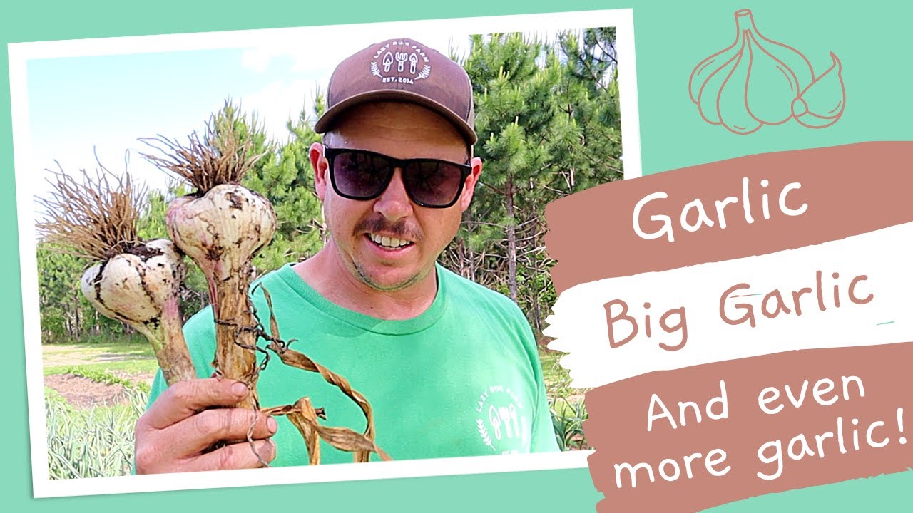 Who Knew It Was This Easy? | Growing Softneck Garlic - YouTube