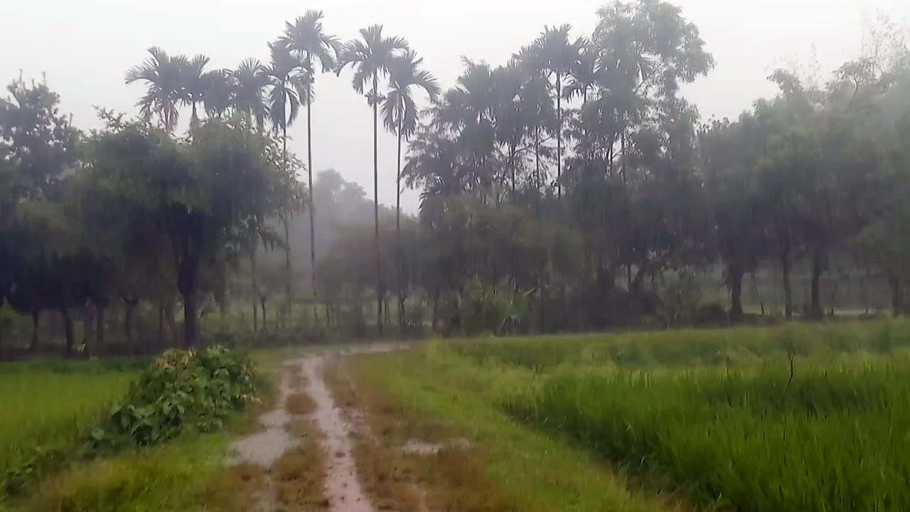 Rainy Season in Bangladeshi Village | Rainy Day Village Life - YouTube