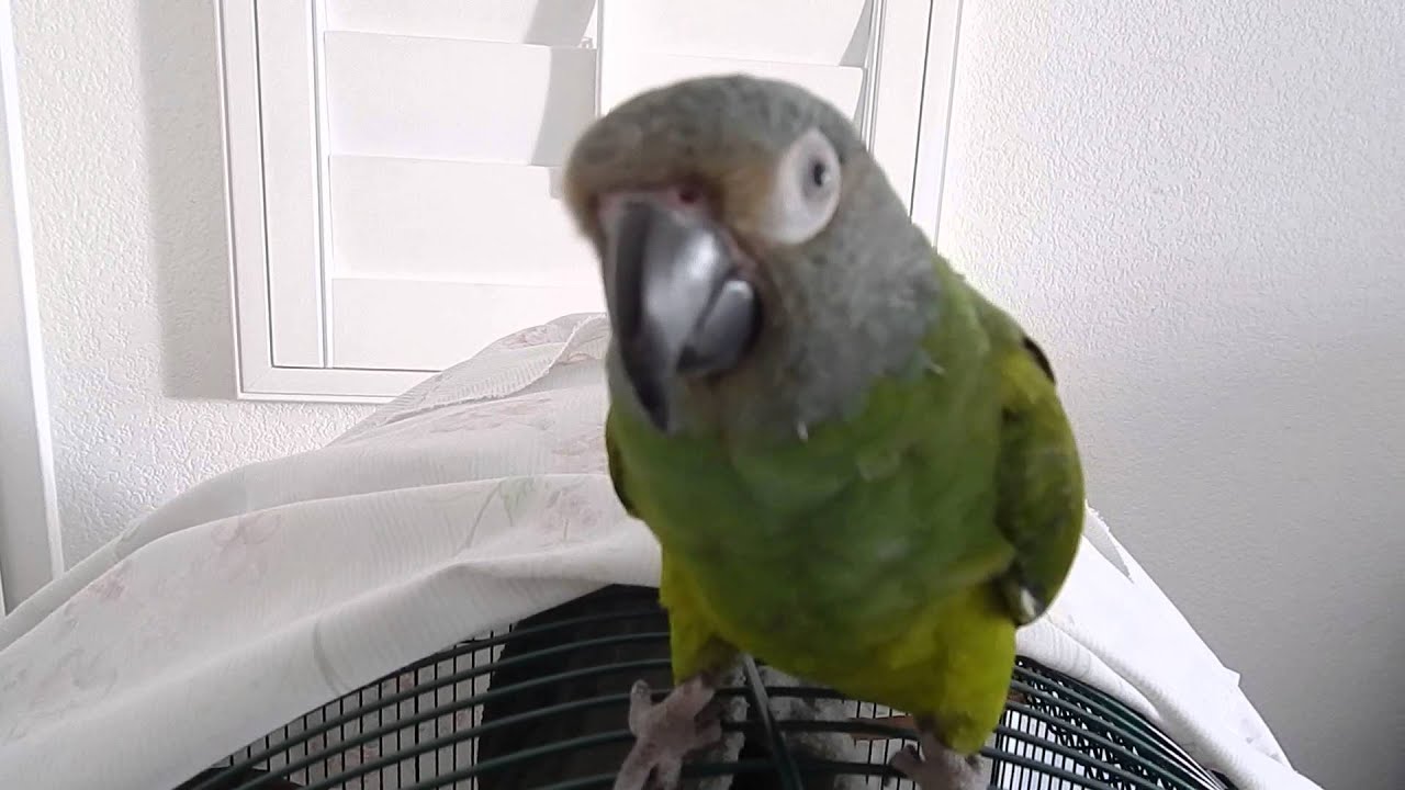 Loubert the Dusky Conure Parrot doing some tricks. - YouTube