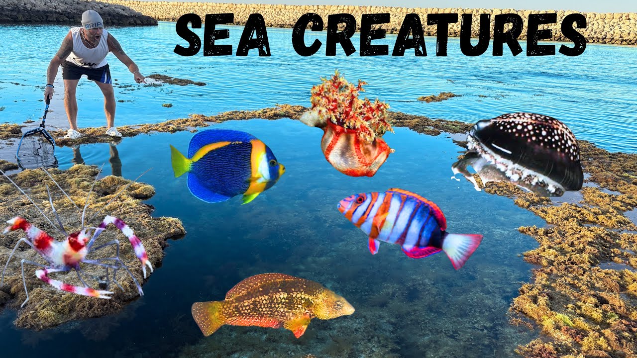SEARCHING for SEA CREATURES 🐙 TIDE POOLING LOW TIDE - YouTube