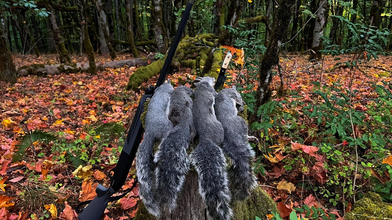 UNLIMITED Grey Squirrel Hunting | Western Oregon - YouTube