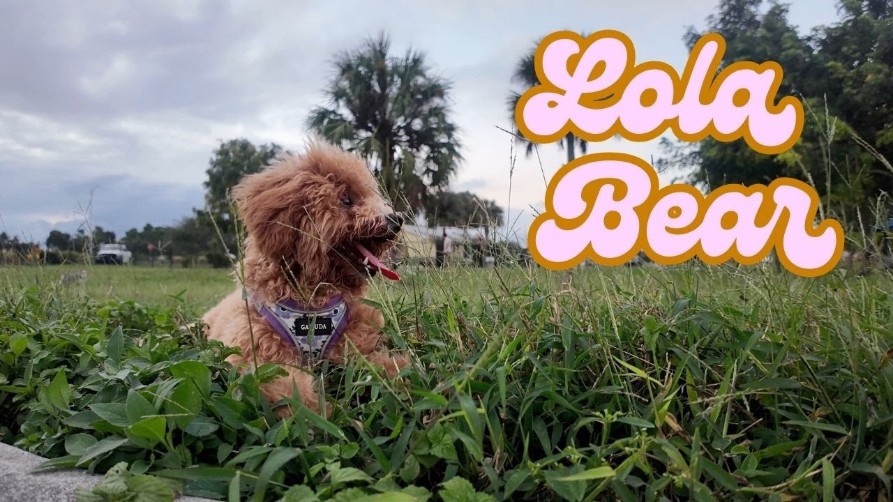 A Day At Bark Park with Lola Bear - YouTube