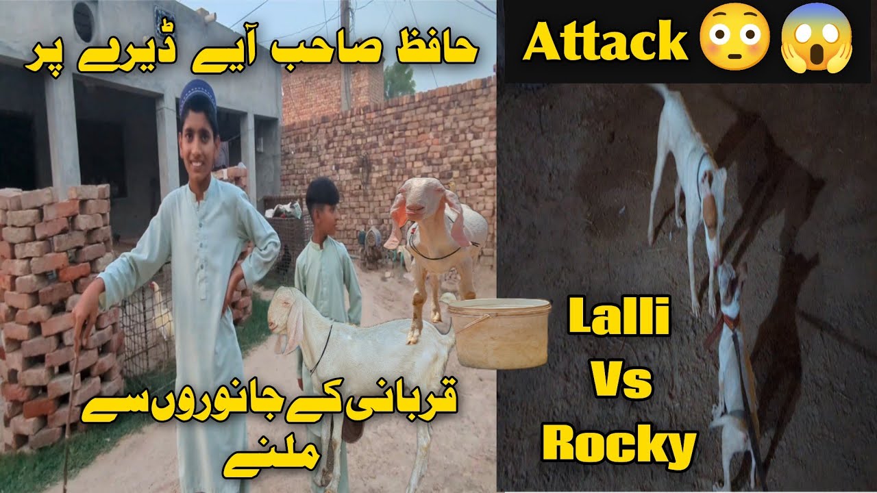 Qurbani k janwaro Sy milne Hafiz sahib aaya || Pitbull vs pitbull ...