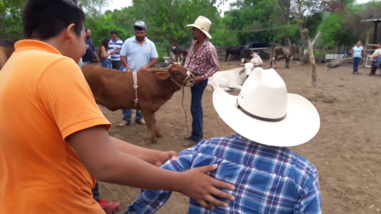 El choncho de colima - YouTube