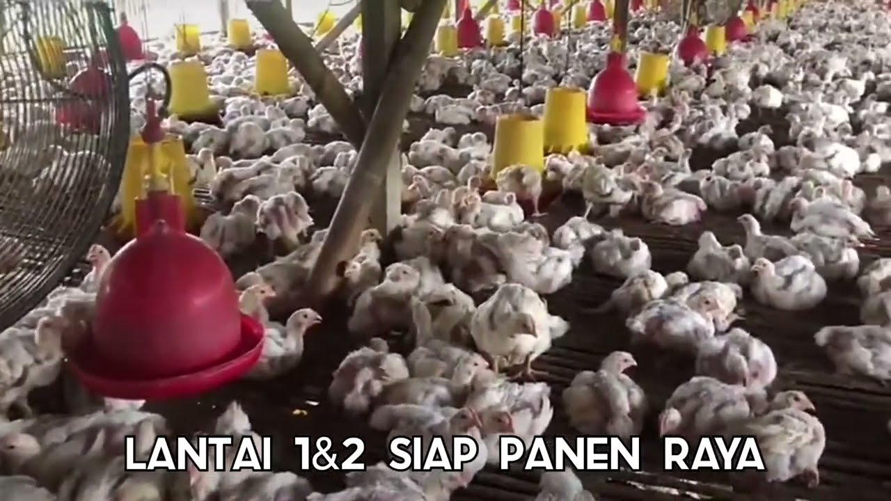 Review Kandang Broiler / Open. - YouTube