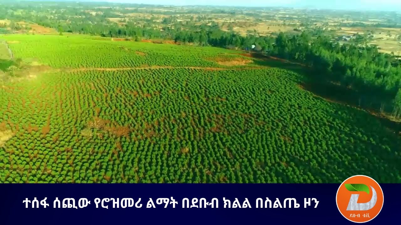 ተሰፋ ሰጪው የሮዝመሪ ልማት በደቡብ ክልል ስልጤ ዞን ምንጭ፡ የስልጤ ዞን ግብርና መምሪያ Youtube