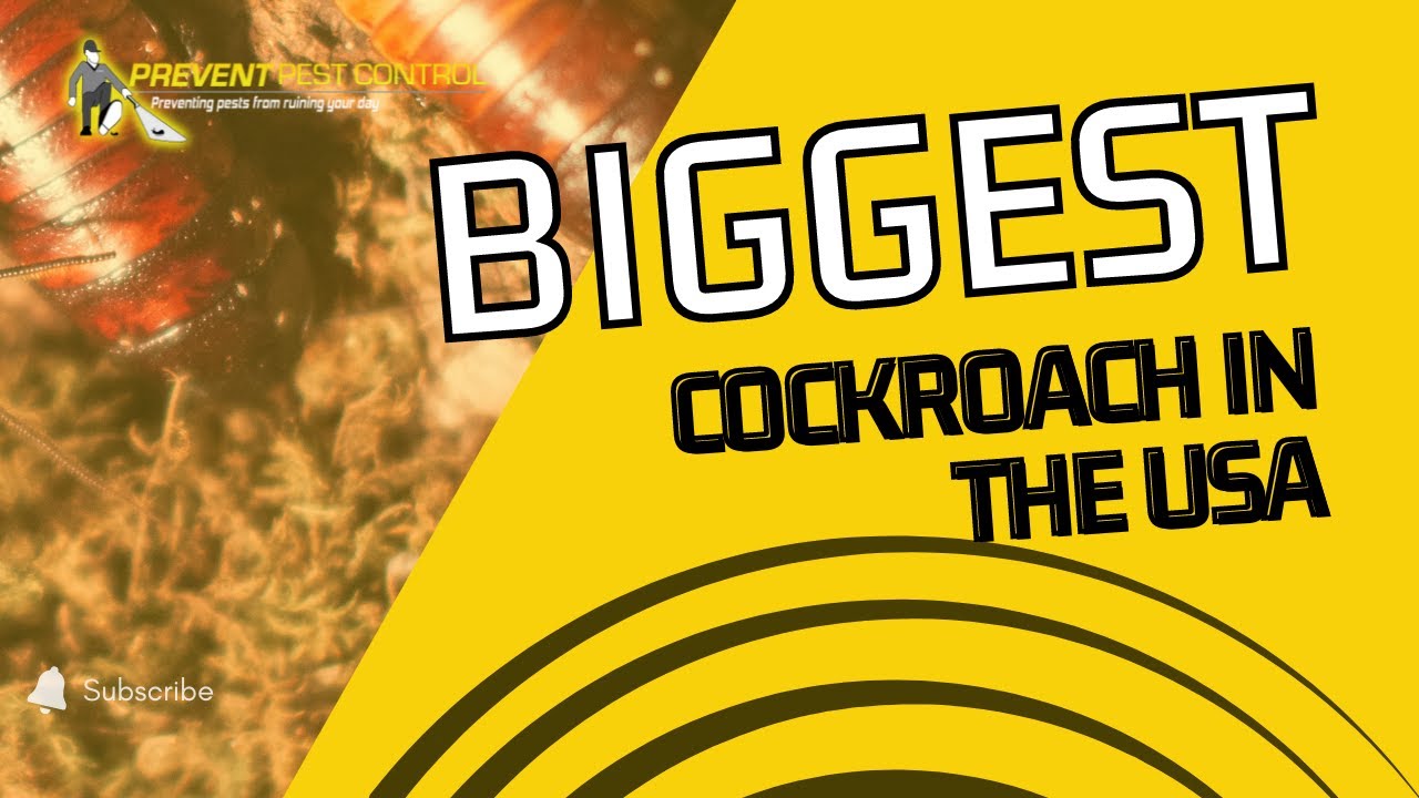 What's the Biggest Cockroach in the USA? - YouTube