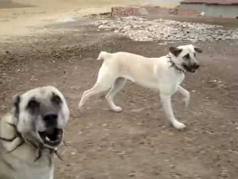 coban köpekleri
