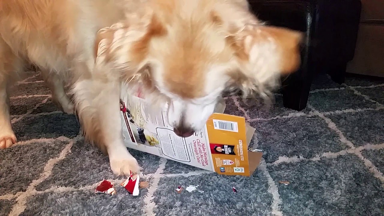 Happy Dog Ripping Apart Quaker Oats Oatmeal Box From Costco - English ...