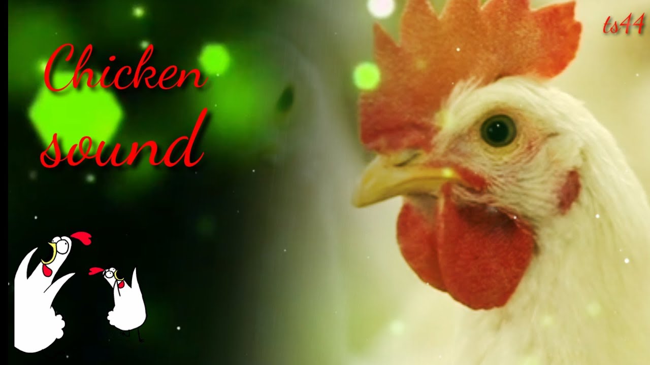 Chicken sounds message notification tone | new message ringtone,funny ...