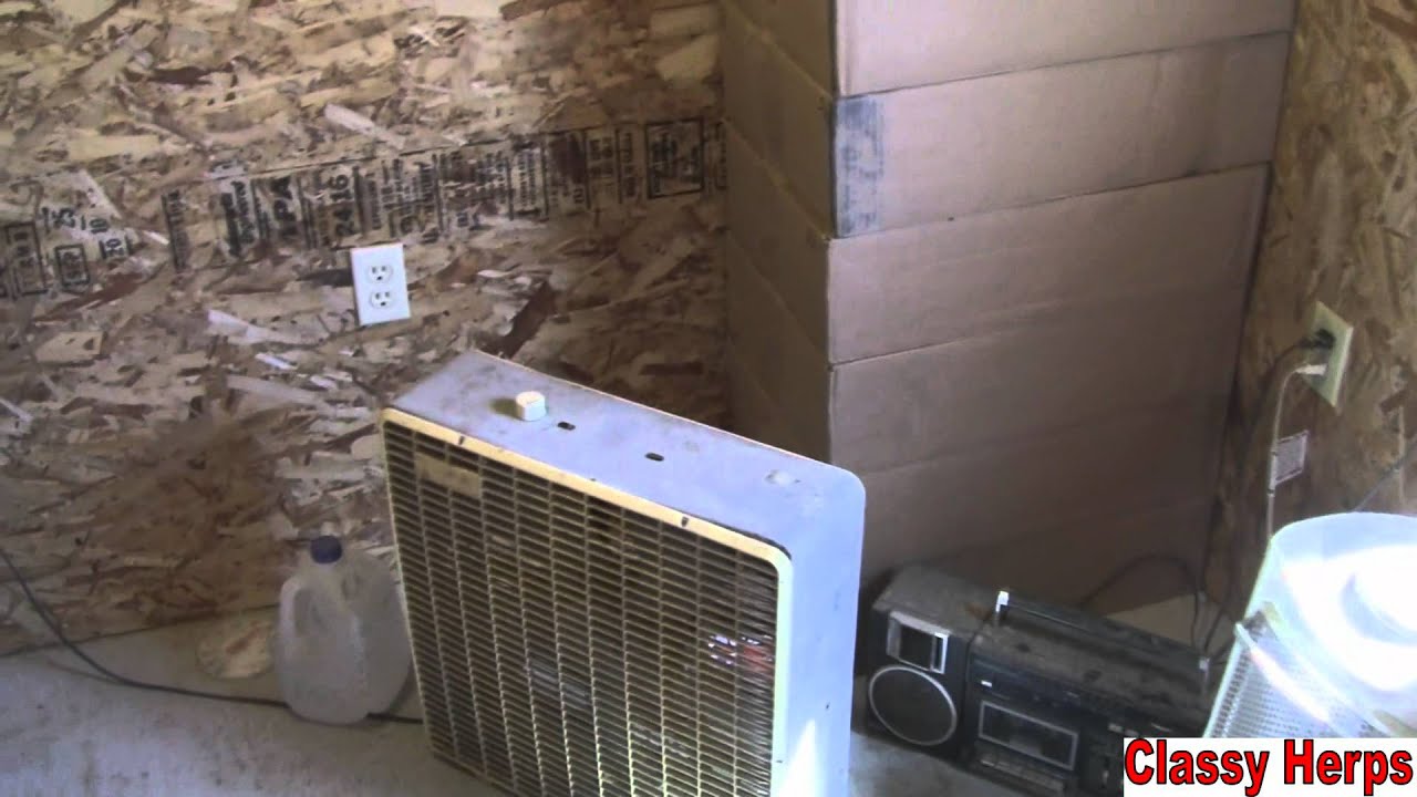 Rodent Breeding Tips!- ClassyHerps - YouTube