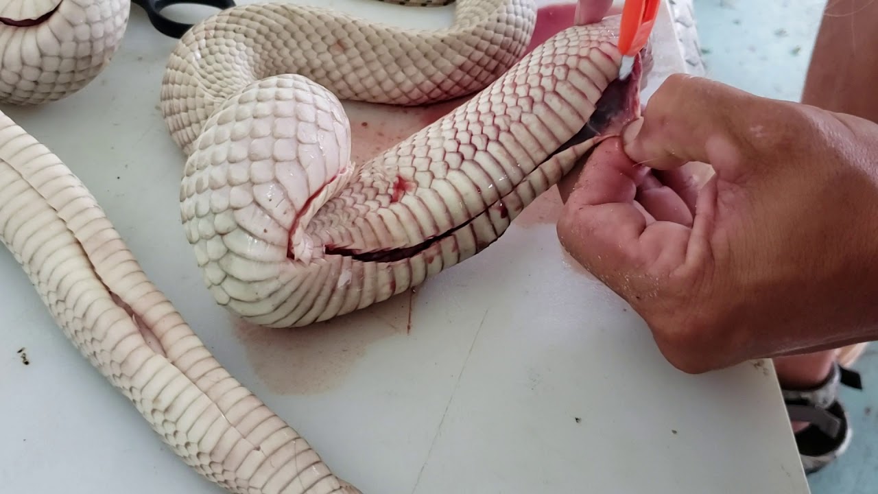 Necropsy of Snake with tumor - part 1 skin removal - YouTube