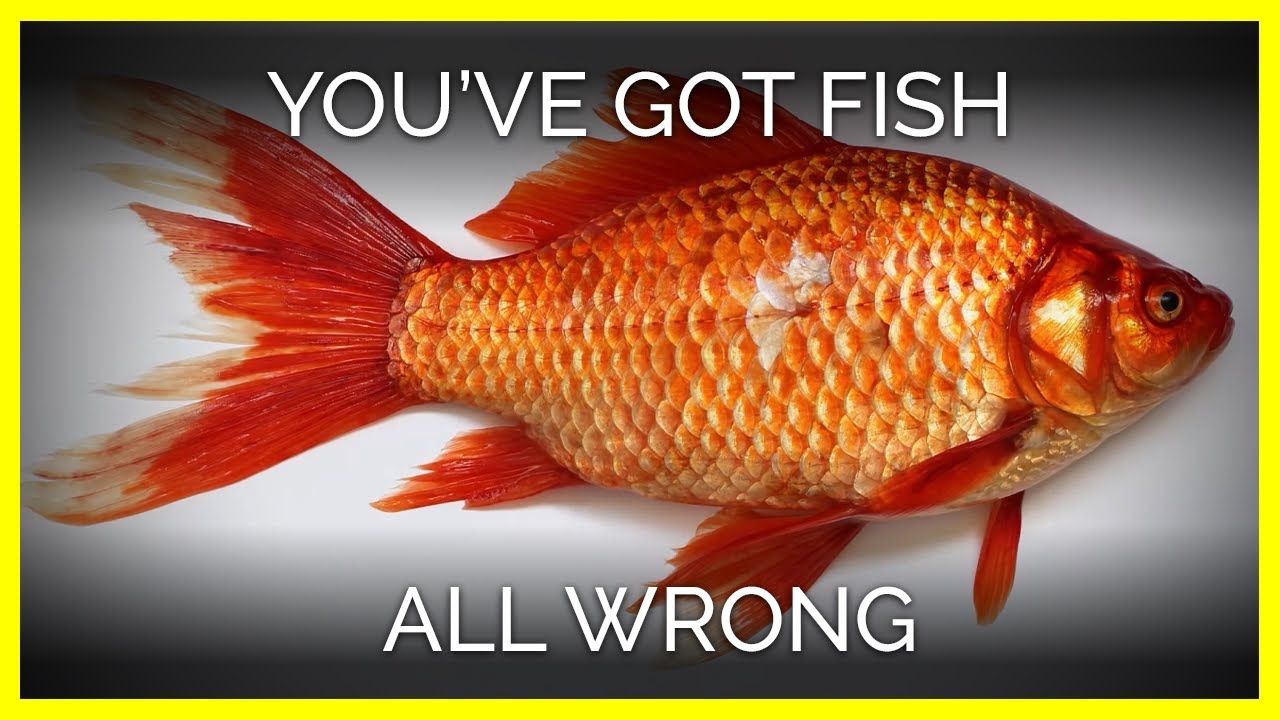You’ve Got Fish All Wrong - YouTube
