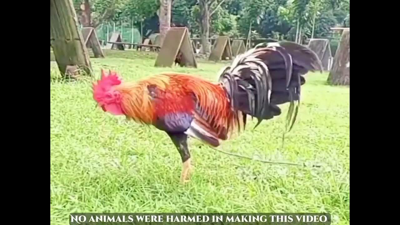 NAGAYARAM Gamefarm/for breeding purpose only #salbertgamefowls #gamefarm #viral - YouTube
