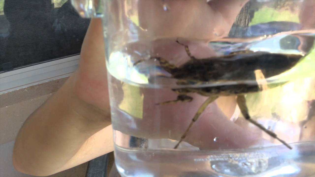 Giant Water Bug (aka "Toe Biter") - YouTube